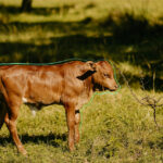 Beef Cattle – Agri Skills Transfer